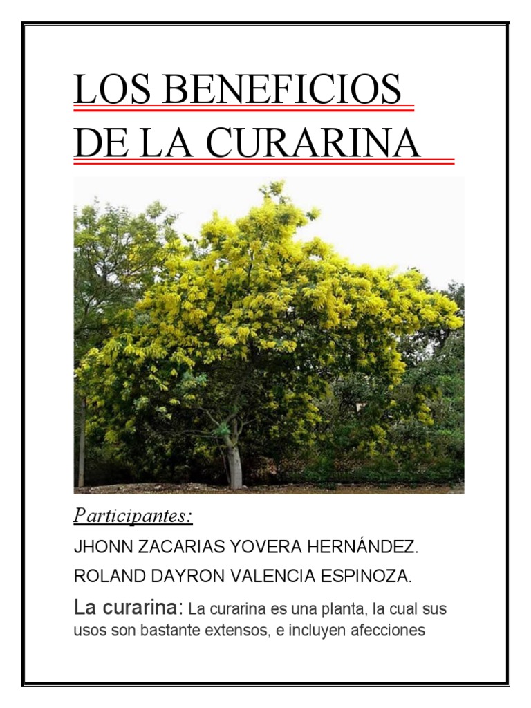 Beneficios de la Curarina | PDF