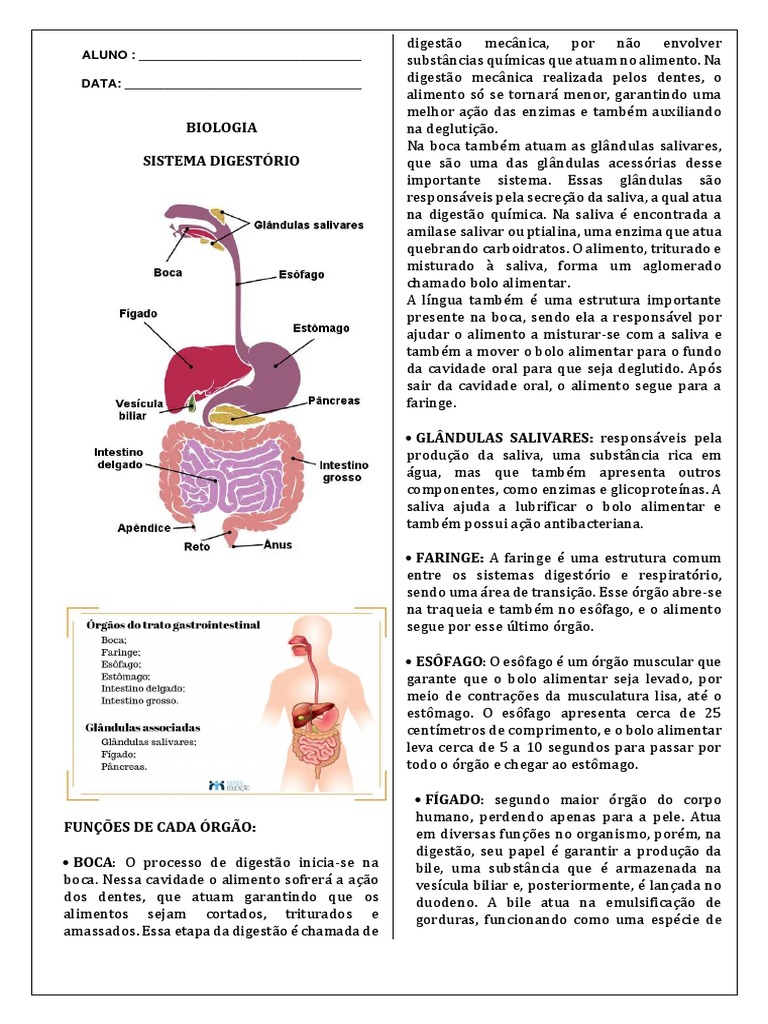 Biologia. Sistema Digestório2 | PDF | Digestão | Sistema digestivo humano