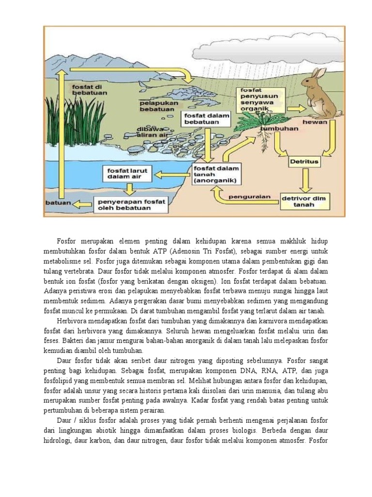Fosfor Merupakan Elemen Penting Dalam Kehidupan Karena Semua Makhluk ...