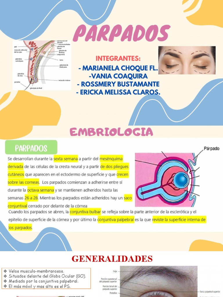Parpados Pdf Anatomía Humana órganos Sensoriales