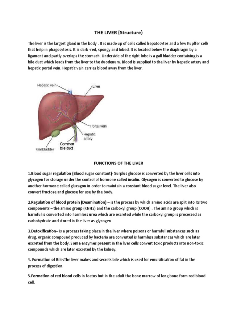 The Liver | PDF | Liver | Bile