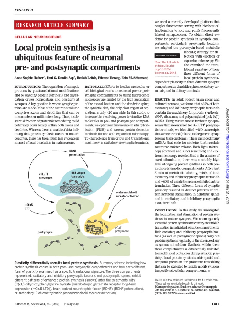 Local Protein Synthesis in Neurons | PDF | Chemical Synapse | Synapse