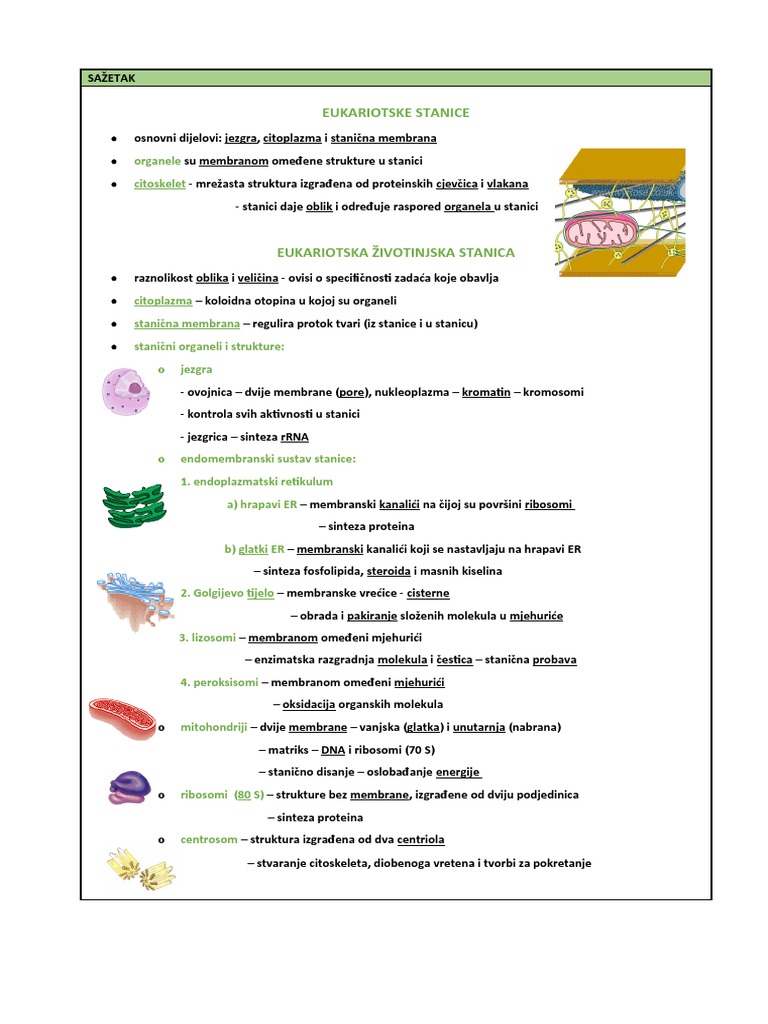 Eukariotske Stanice | PDF