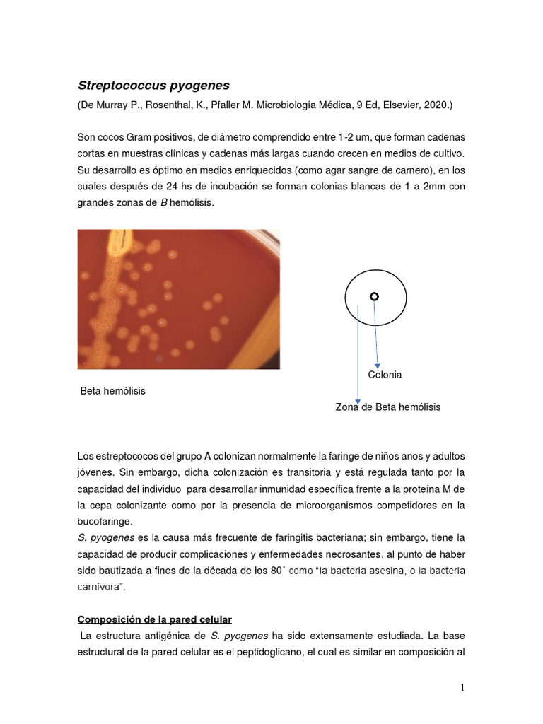 Streptococcus Pyogenes | PDF | Estreptococo | Proteínas