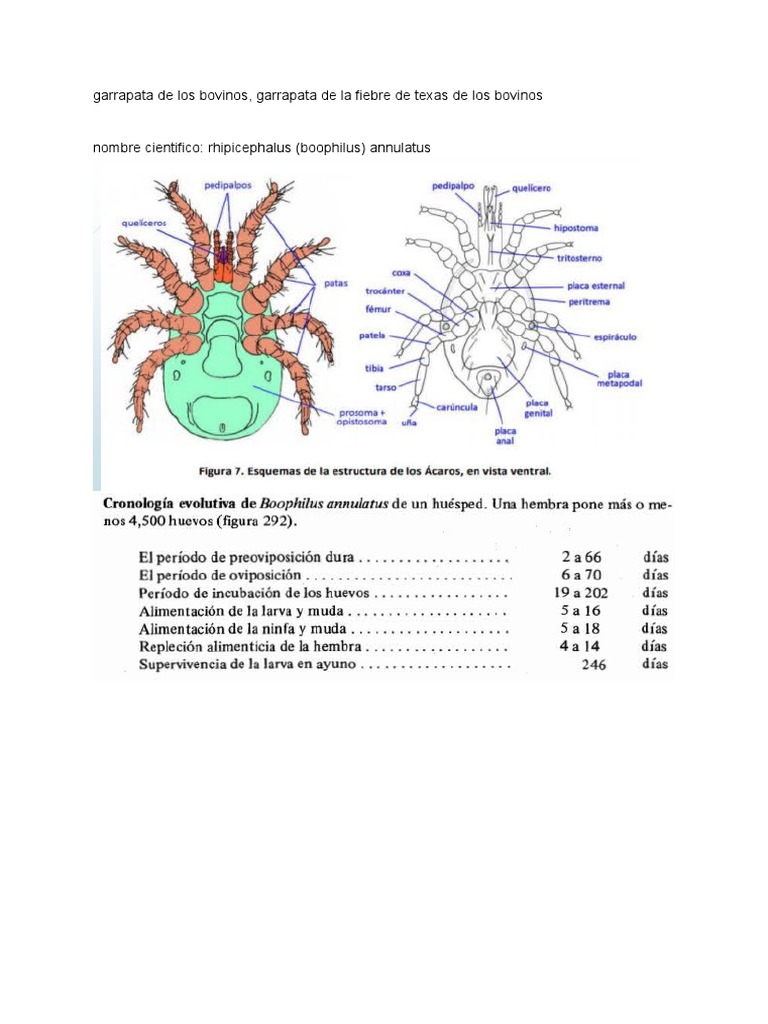 Garrapata Rhipicephalus en Bovinos | PDF