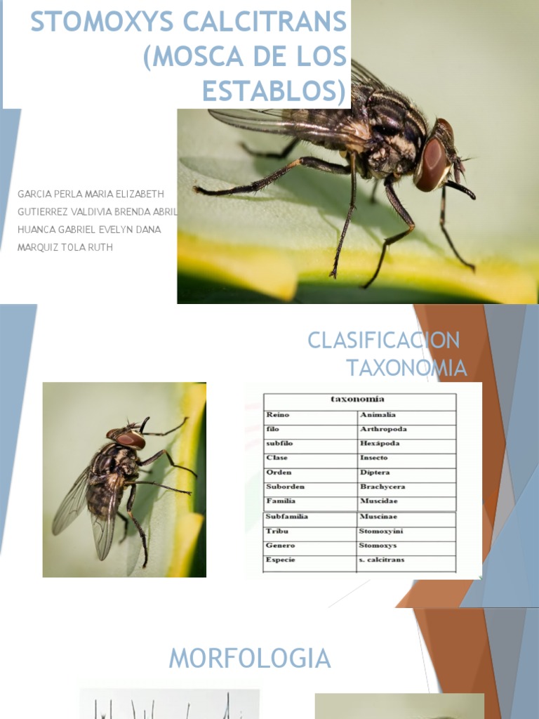 Morfología de Stomoxys calcitrans | PDF | Tecnología