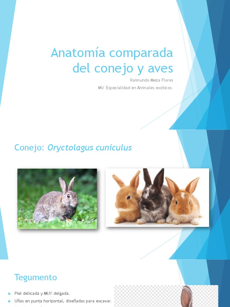 AnatomiÌ - A Comparada Del Conejo y Aves | PDF | Digestión | Sistema digestivo humano