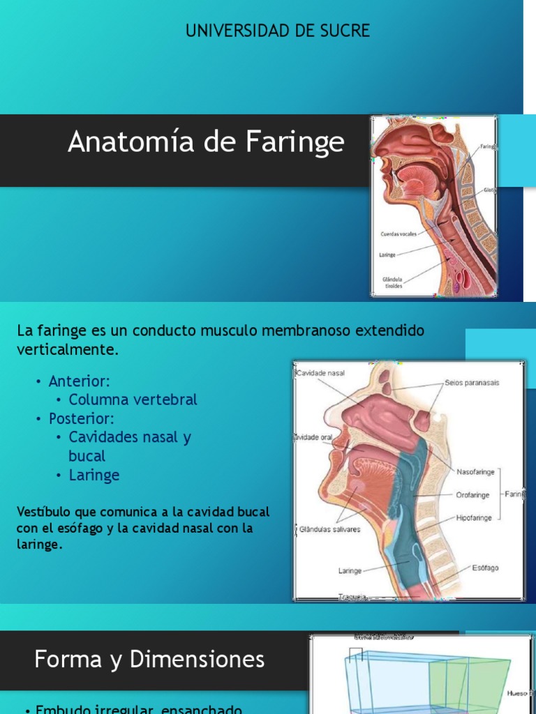 Anatomia de Faringe | PDF | Laringe | Nervio vago