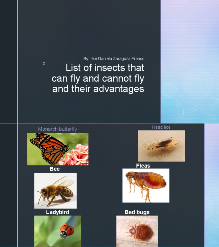 List of Insects That Can Fly and Cannot | PDF