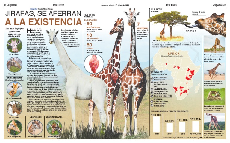 Jirafas | PDF | Especie en peligro