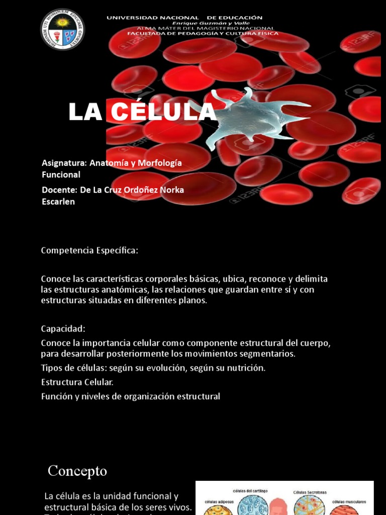 La Célula Pdf Retículo Endoplásmico Biología Celular