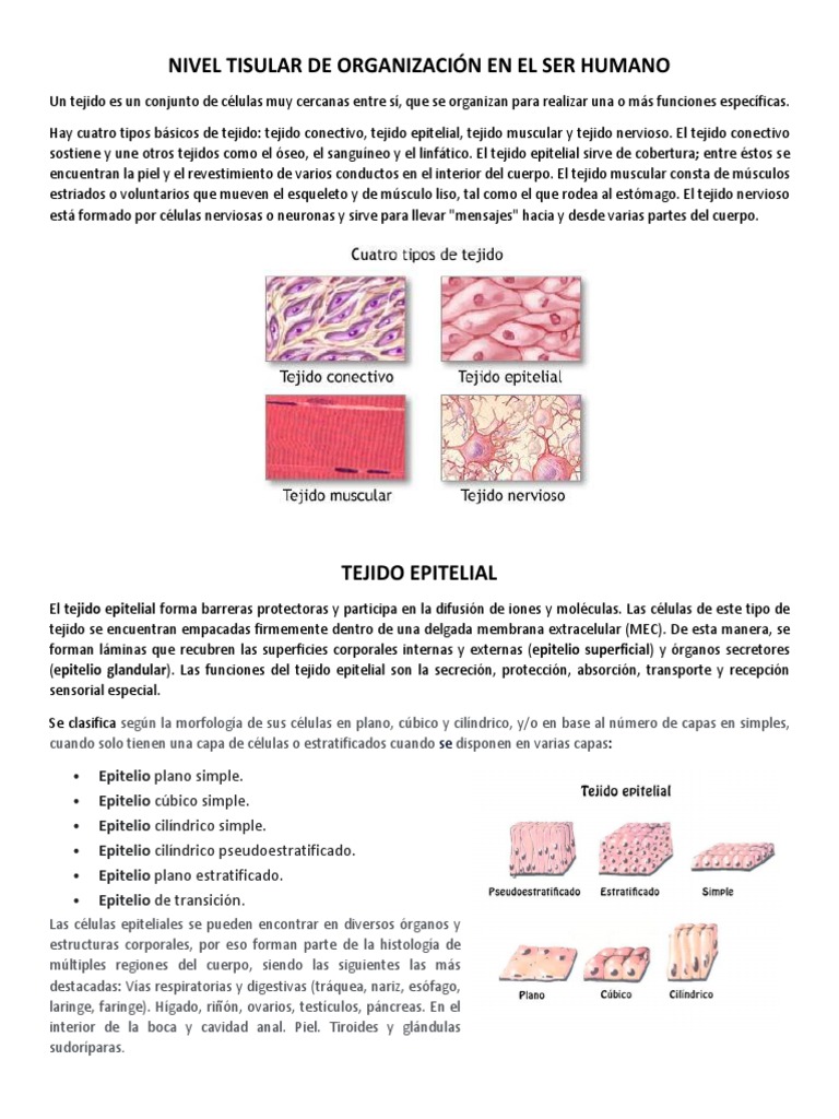 Nivel Tisular de Organización | PDF | Epitelio | Músculo