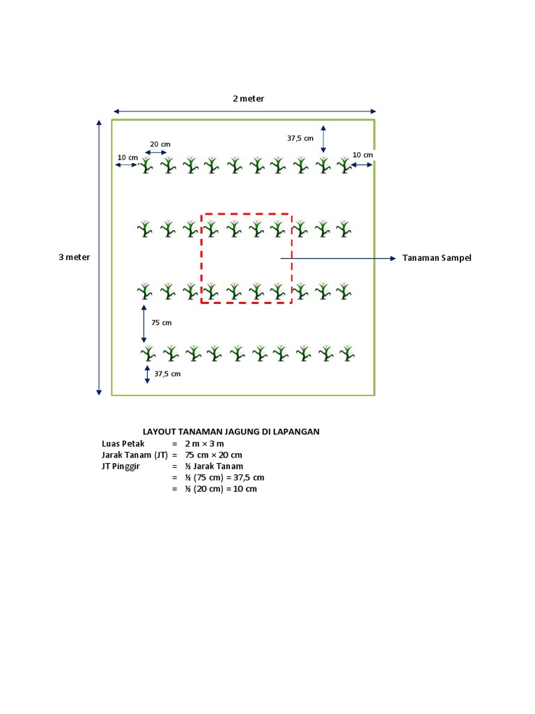 Layout Percobaan Dan Tanaman Jagung Di Lapangan | PDF
