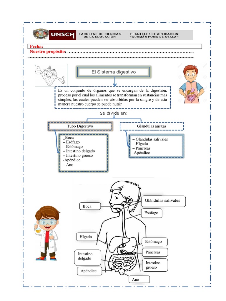 Actividades del Sistema Digestivo para Niños | PDF | Sistema digestivo ...