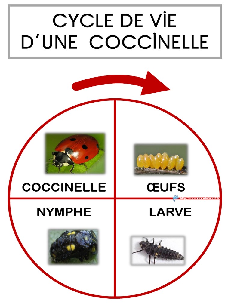 cycle-vie-coccinelle | PDF