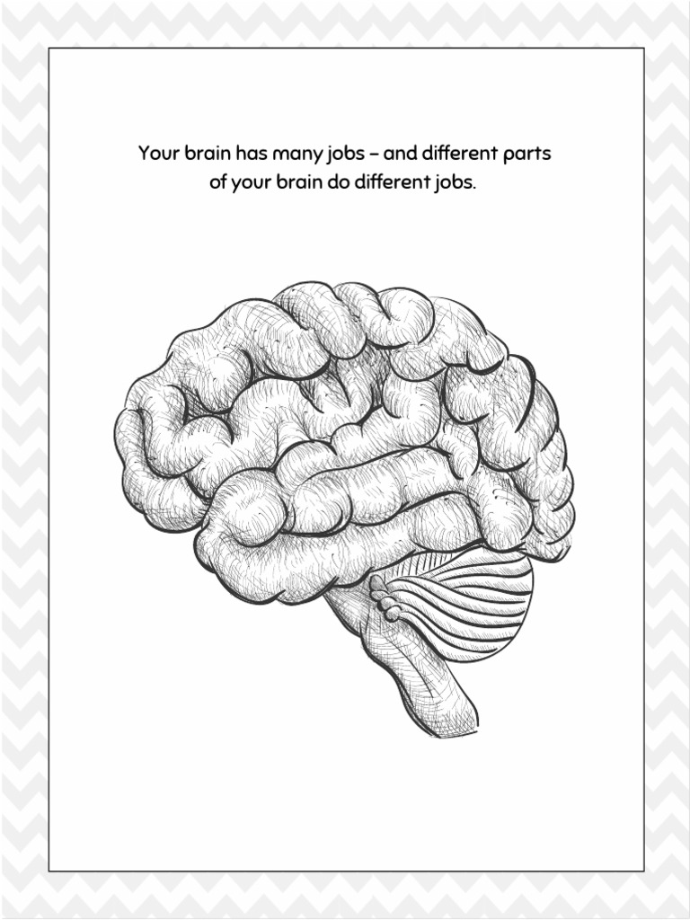 Your Brain | PDF | Amygdala | Brain