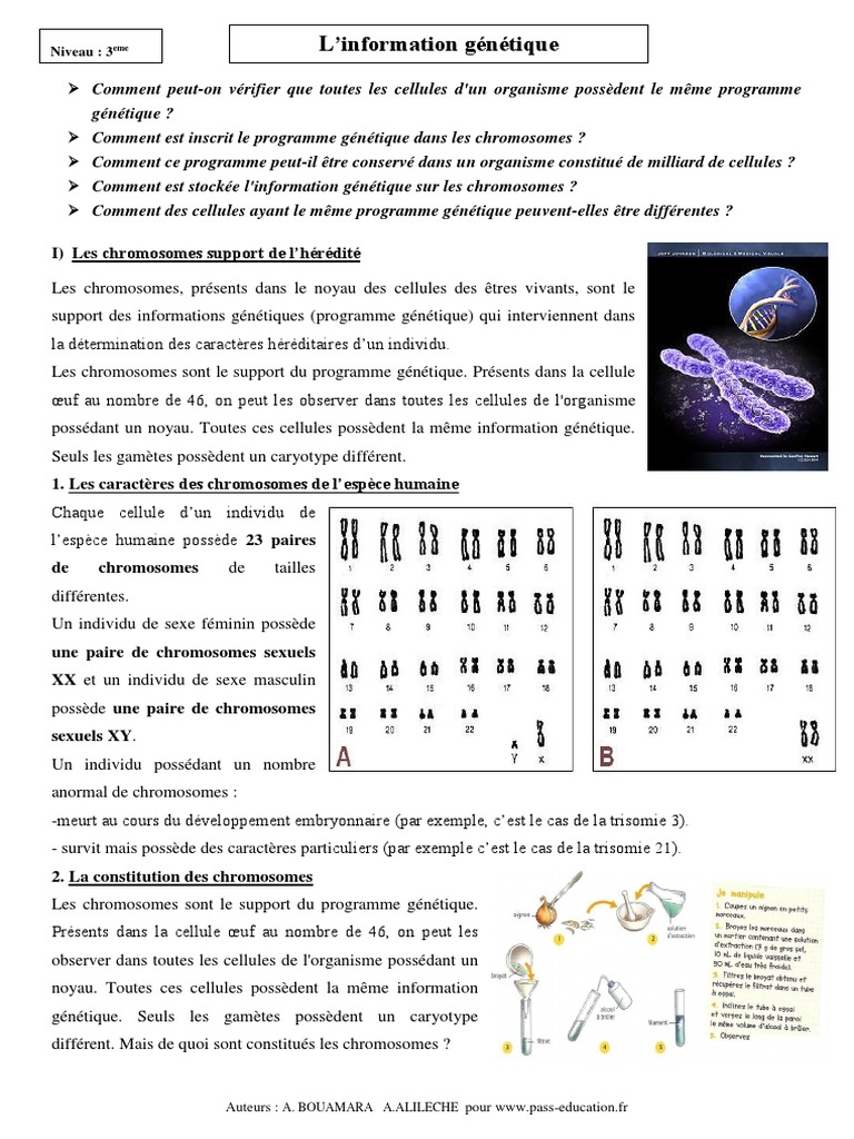 Information Génétique - 3ème - Cours - SVT | PDF | Allèle | Chromosome