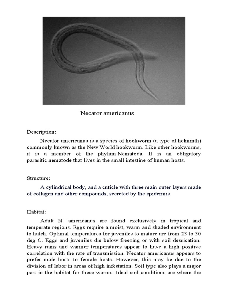 Nematoda Hookworm