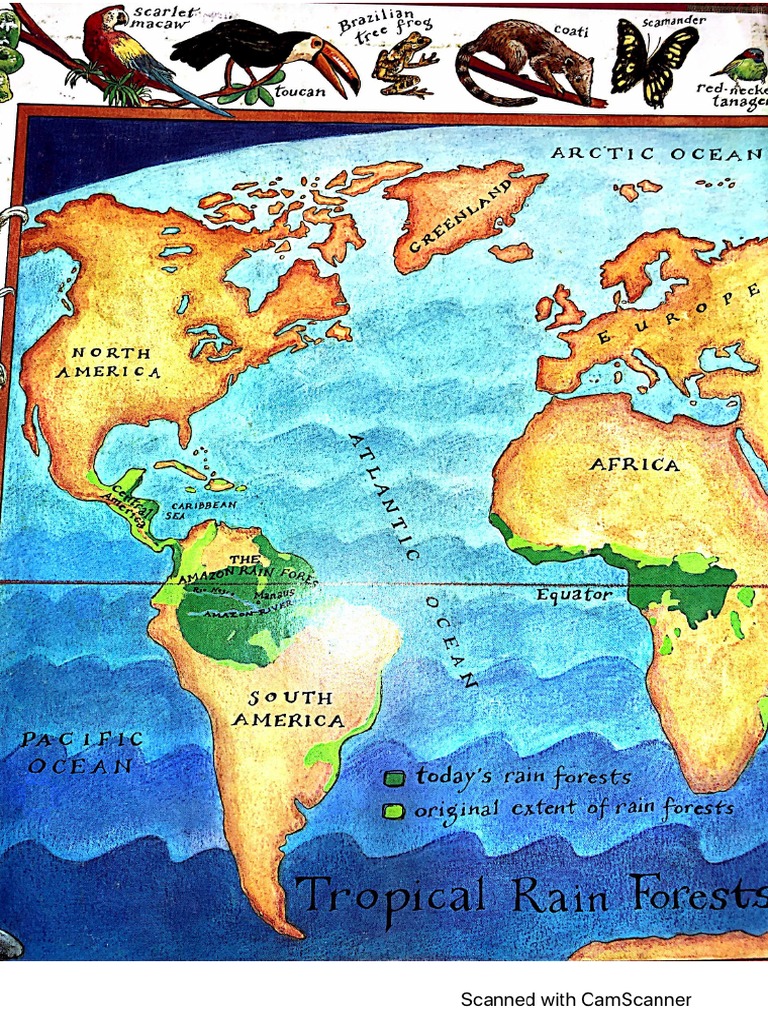 Great Kapok Tree | PDF