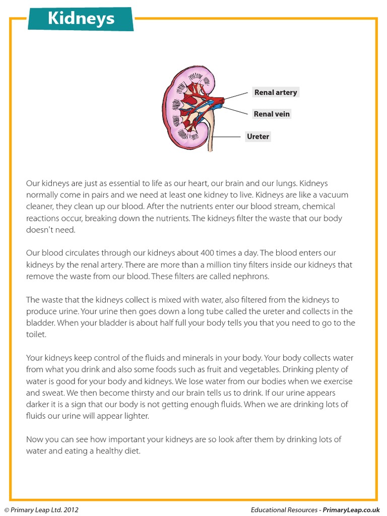 Comprehension - Kidneys | PDF