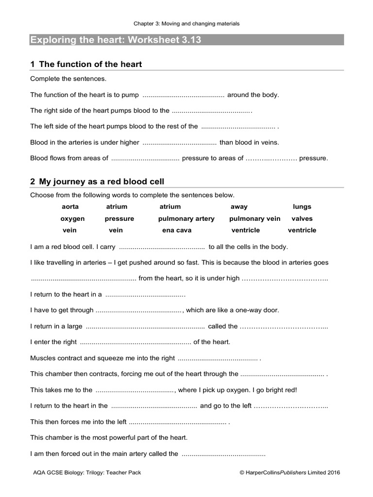 Heart Function and Blood Flow Worksheet | PDF | Heart | Vein