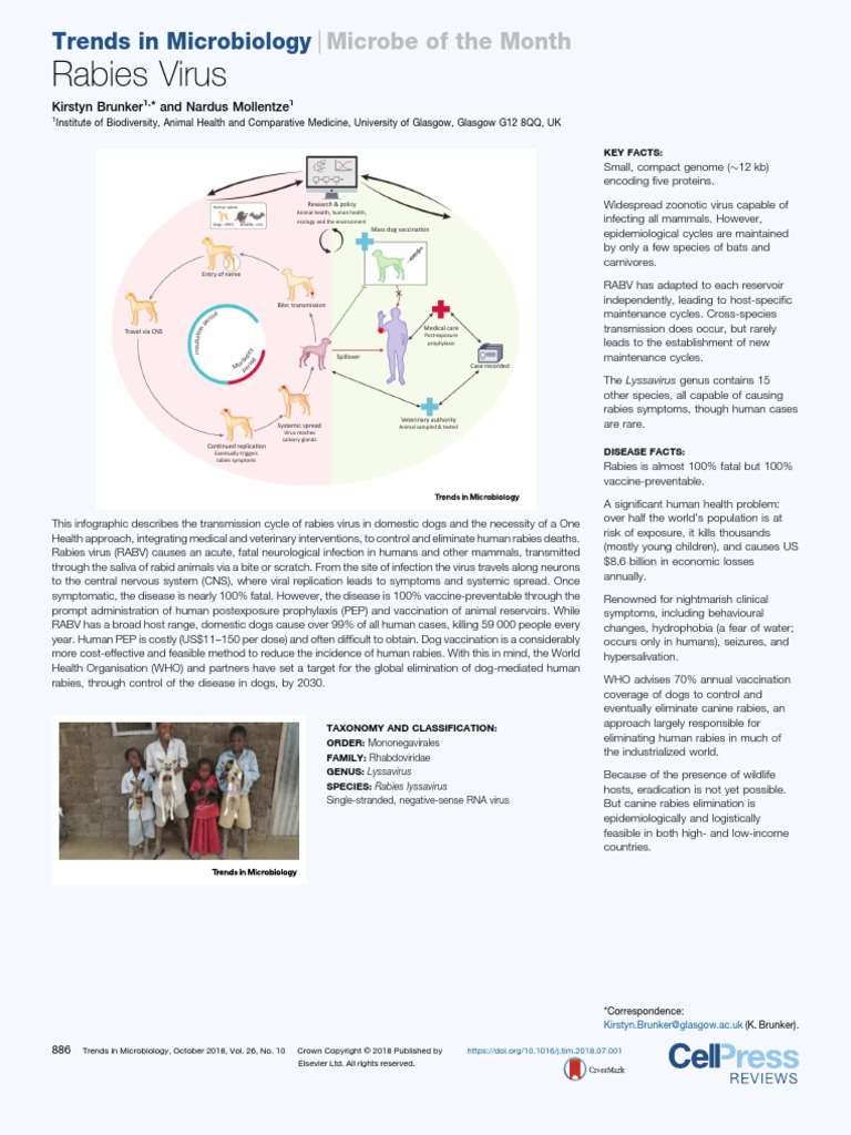 Rabies Pdf Rabies Clinical Medicine