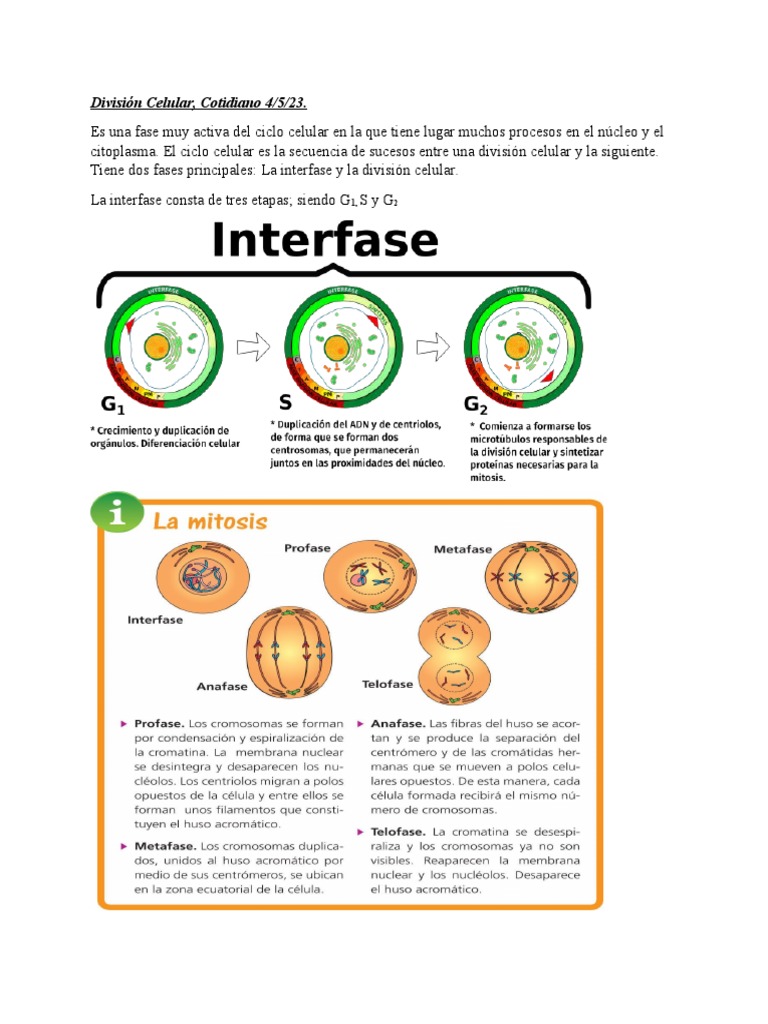 Interfase y División Celular Explicada | PDF | Regeneración (biología ...