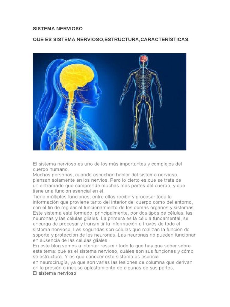 Anatomia Sistema Nervioso | PDF | Sistema nervioso | Sistema nervioso central