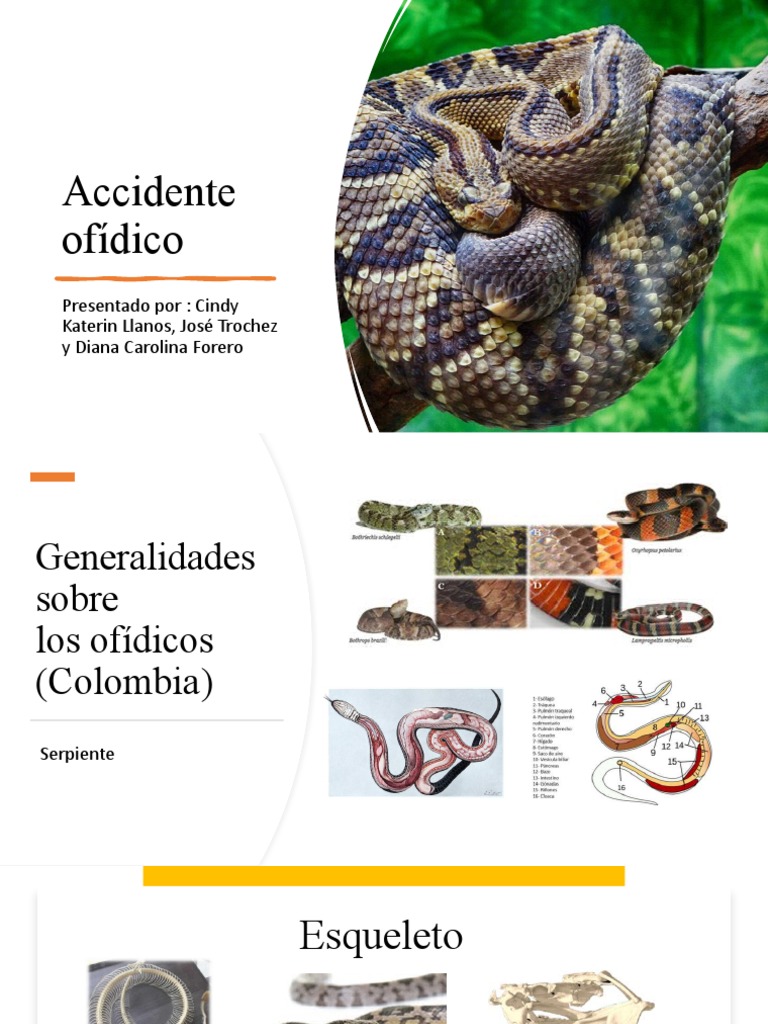 Guía de Prevención y Manejo de Mordeduras de Serpiente | PDF