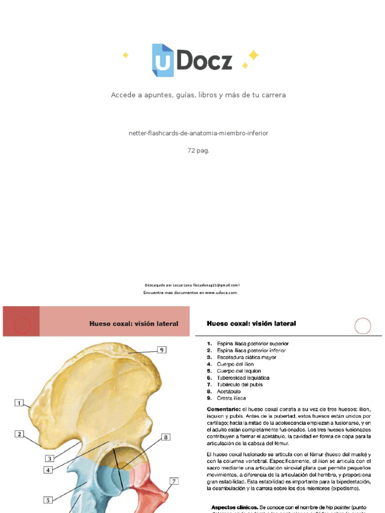 Netter Flashcards de Anatomia Miembro Inferior 344676 Downloable ...