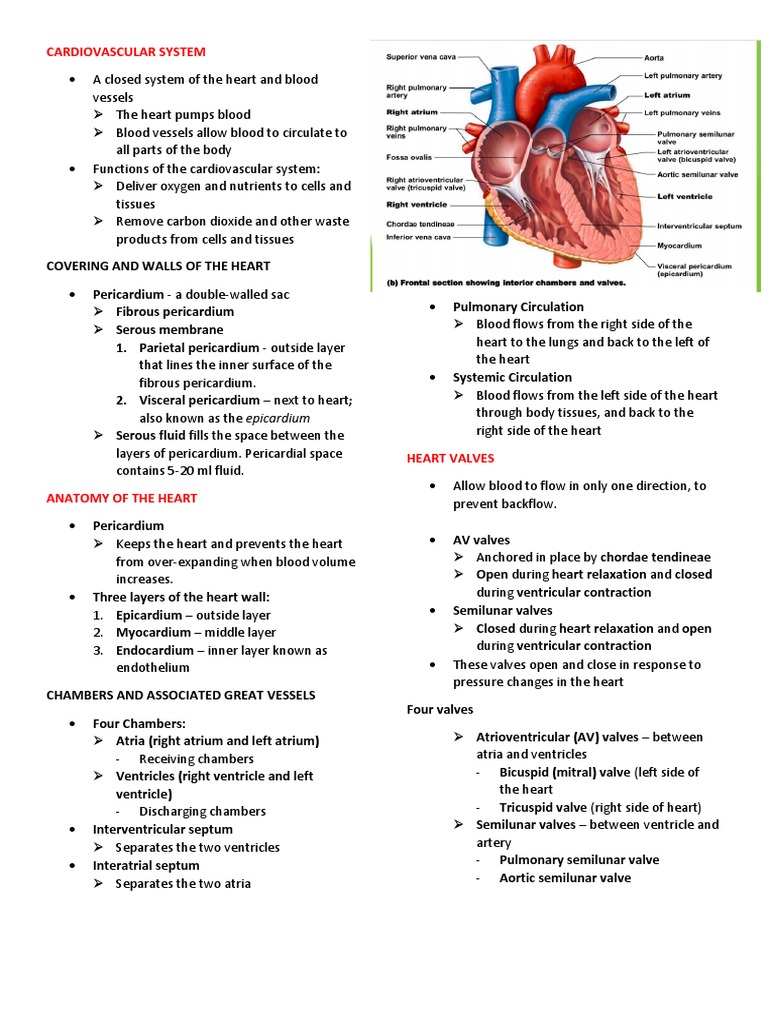Anaphy Reviewer Midterm | PDF | Heart | Coronary Circulation