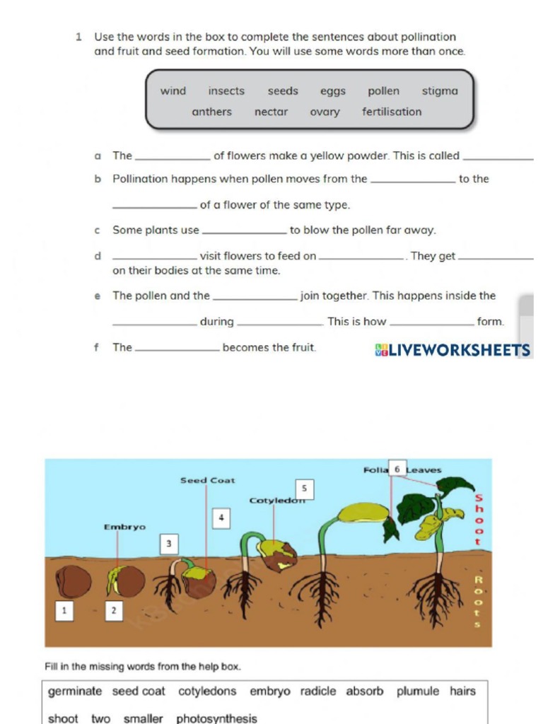 Y6 Science Assessment | PDF