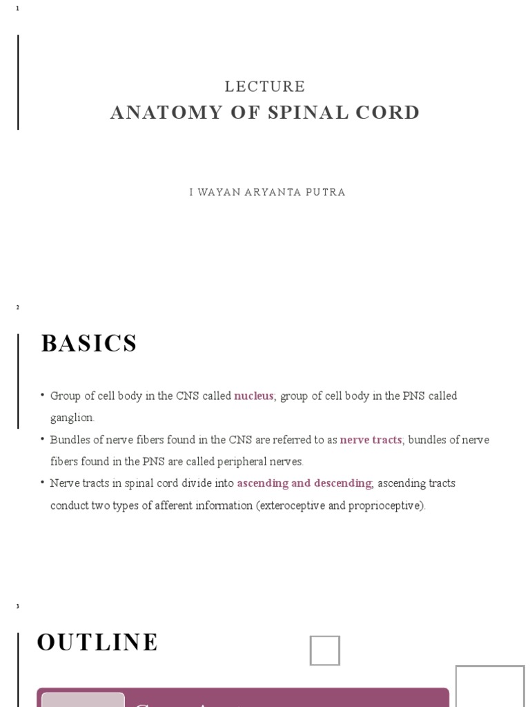 Spinal Cord Anatomy Overview | PDF | Spinal Cord | Vertebral Column