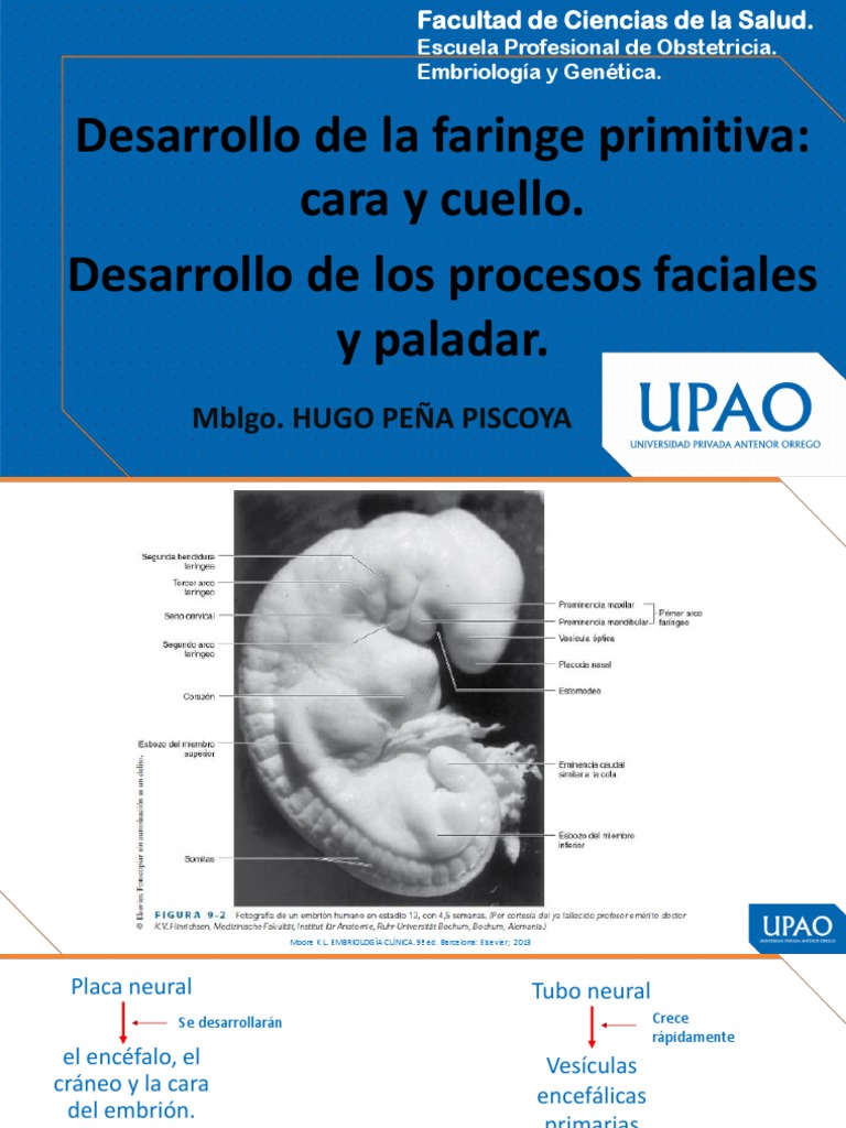 s10_PPT_Desarrollo de La Faringe Primitiva | PDF | Cráneo | Biología ...