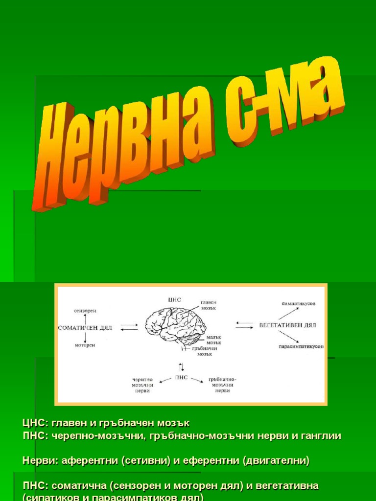 CNS | PDF