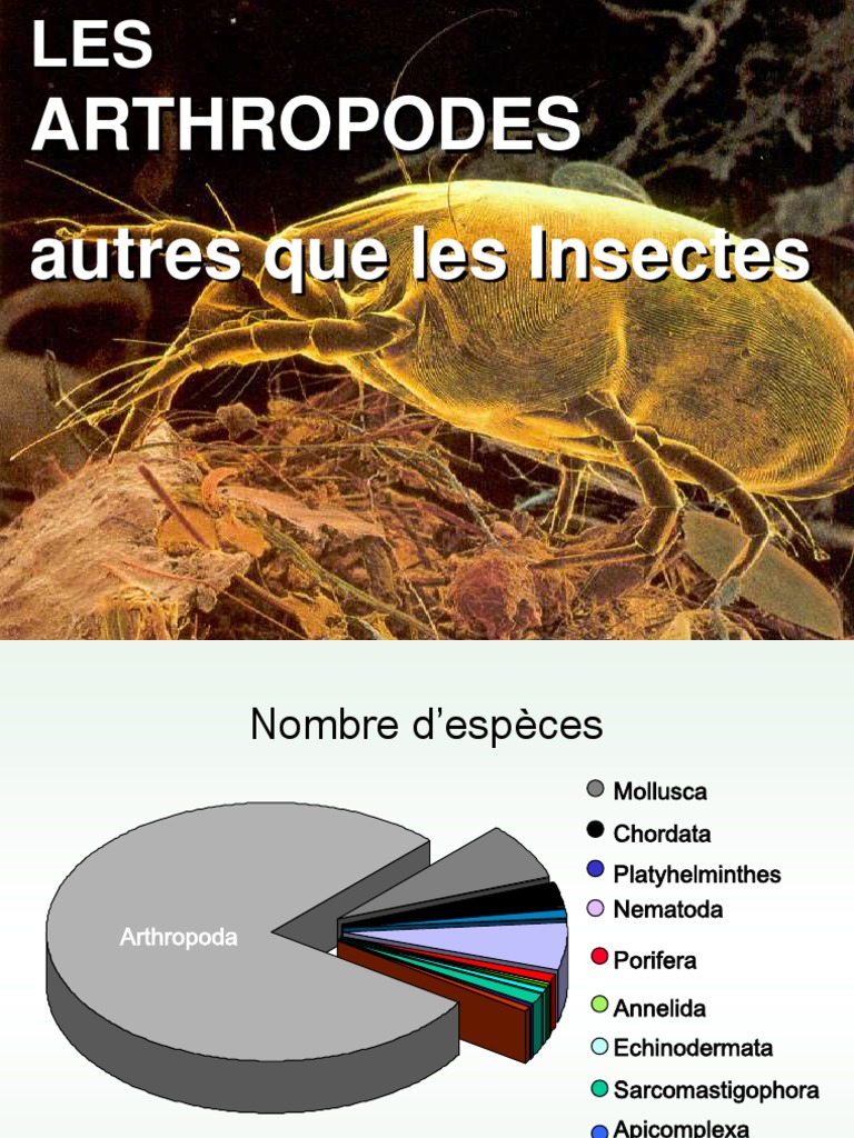 Classification des Arthropodes | PDF | Araignée | Crustacé