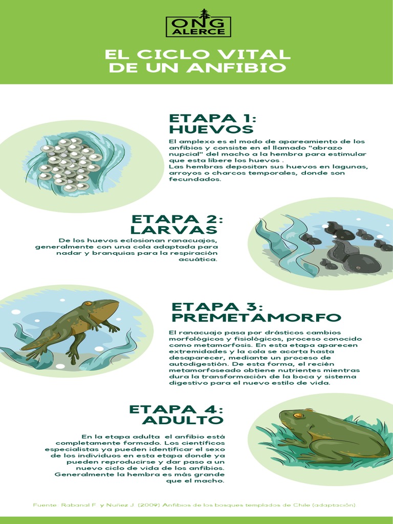 Ciclo Vital de Un Anfibio | PDF