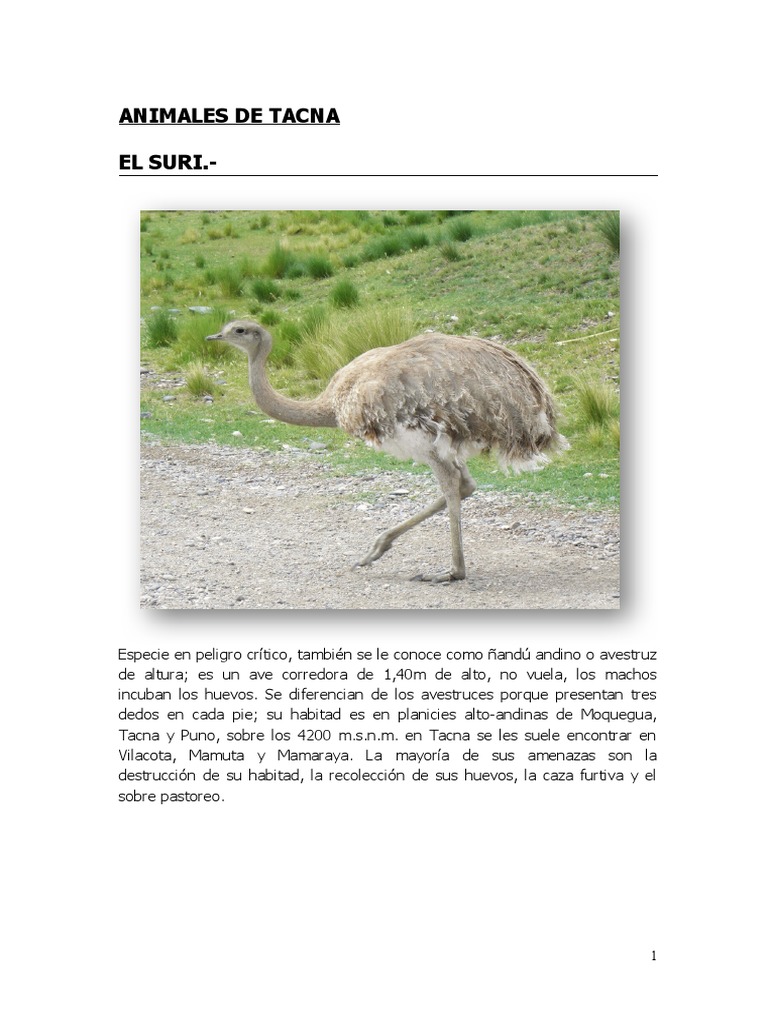 Flora-Fauna Tacna-03 | PDF | Ají picante | Andes