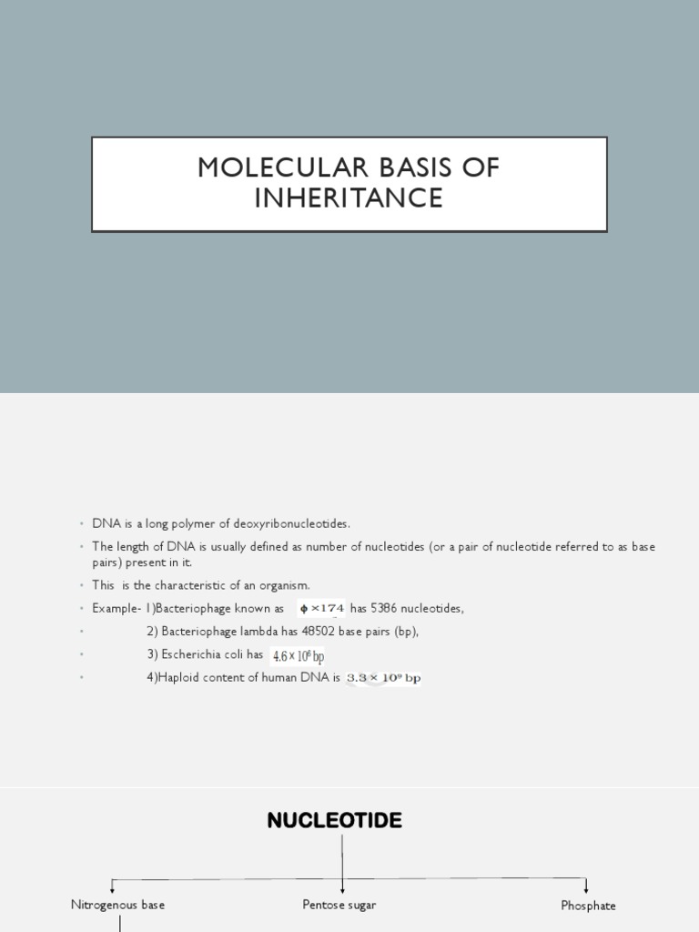 Chapter 6 Molecular Basis of Inheritance | Download Free PDF | Operon | Translation (Biology)