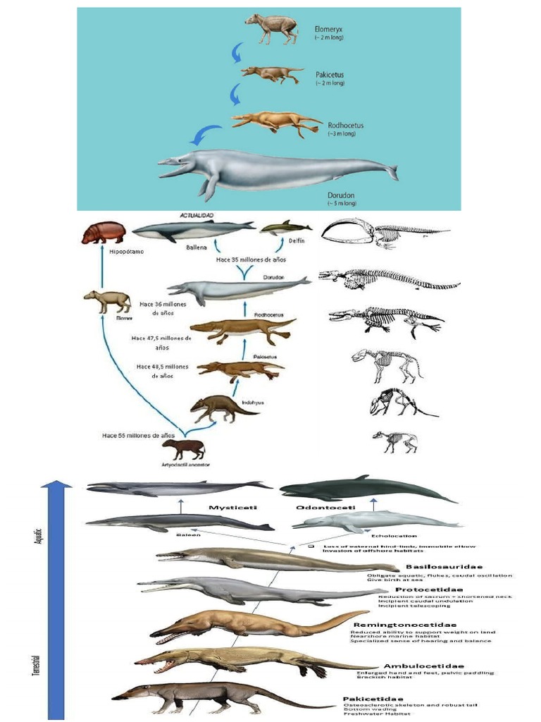 Evolucion de La Ballena | PDF