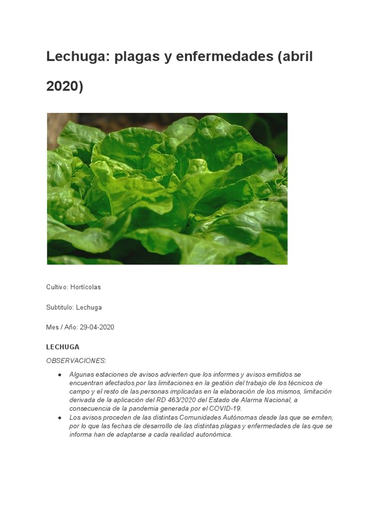 lechuga | PDF | Lechuga | Botánica