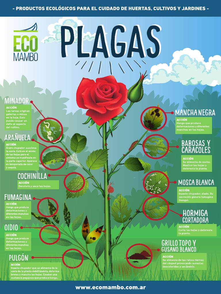 Plagas Infografia | PDF