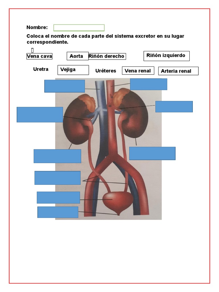 Ficha Sistema Excretor | PDF