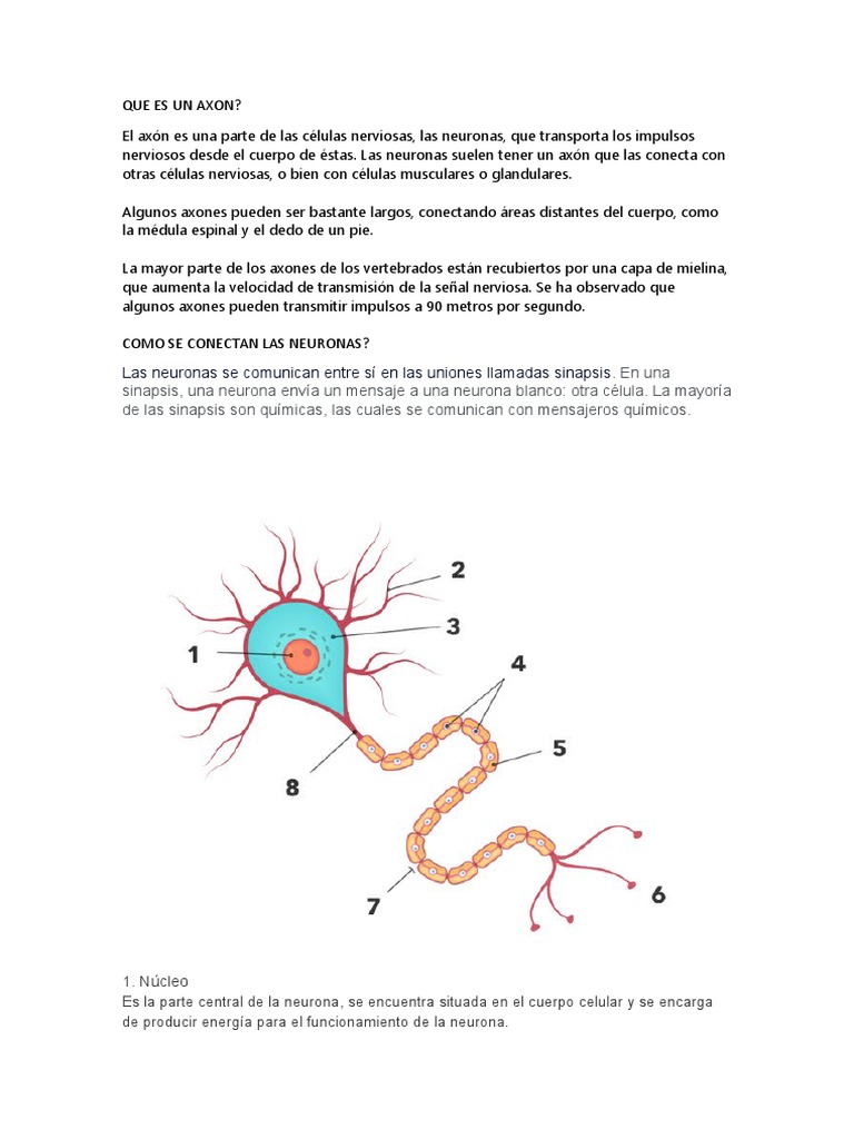 NEURONAS | PDF | Axon | Neurona