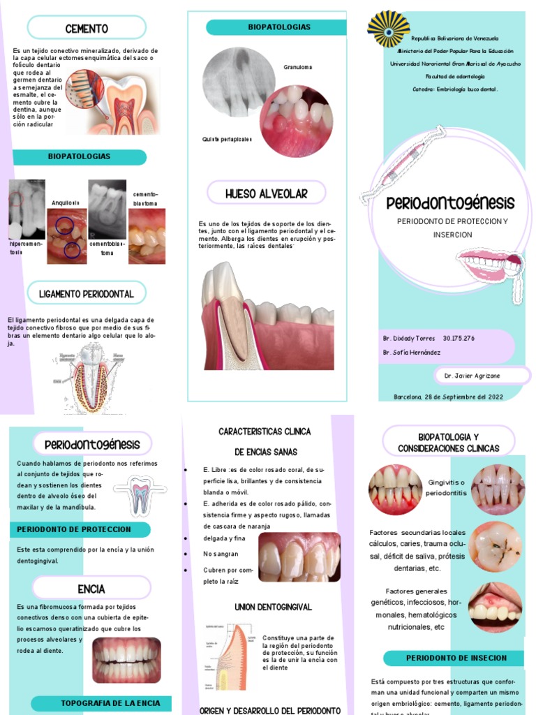 Triptico Periodontogenesis | Descargar gratis PDF | Diente | Odontología