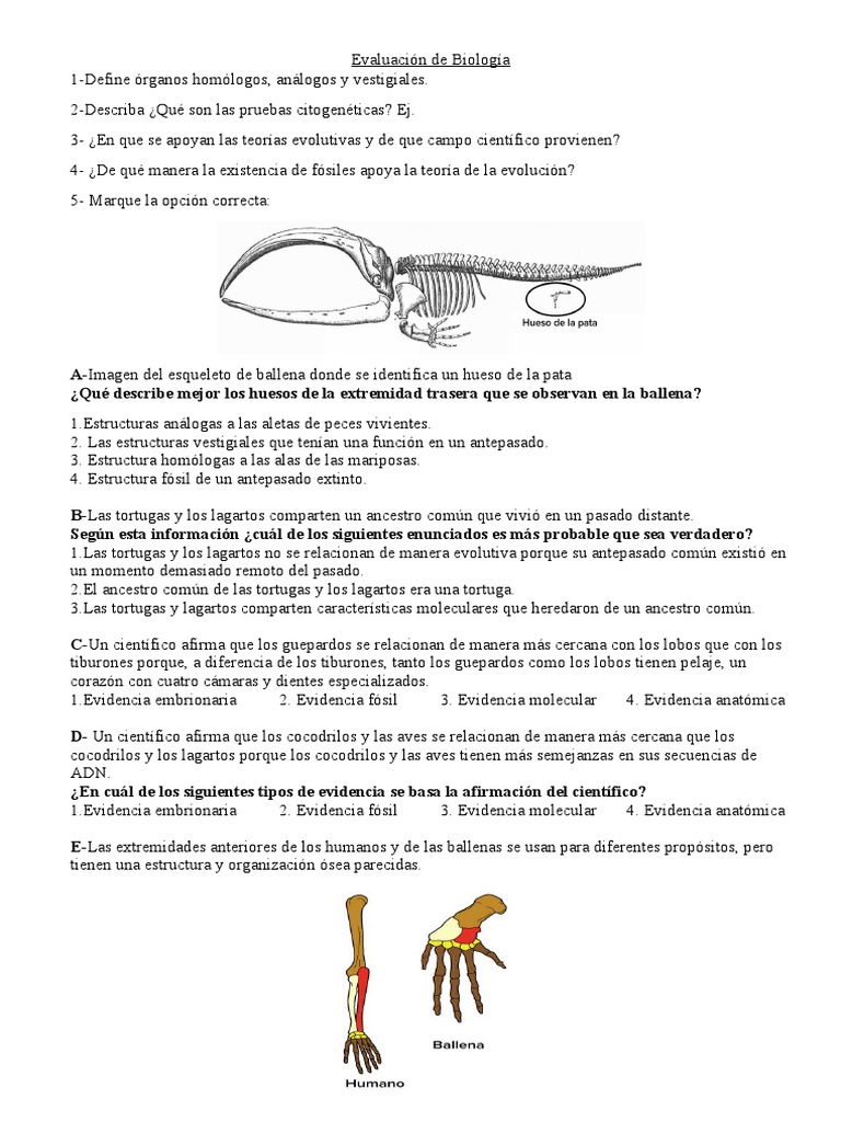 Eval. Pruebas Evolutivas | Descargar gratis PDF | Homología (biología ... Eval. Pruebas Evolutivas | Descargar gratis PDF | Homología (biología ...
