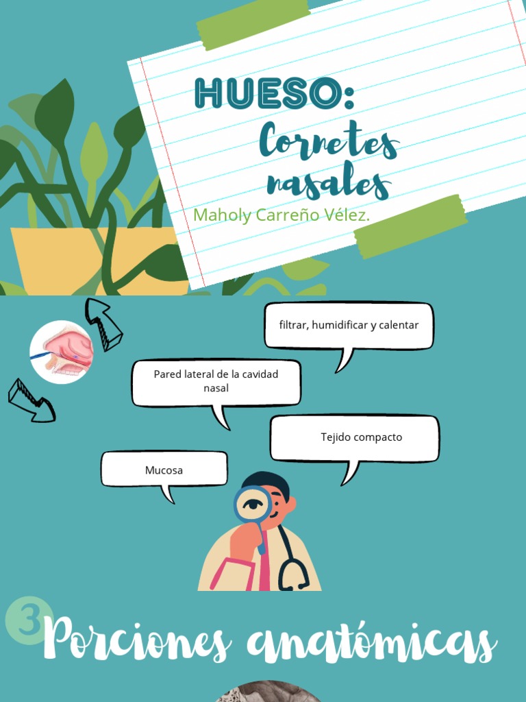 CORNETES NASALES | PDF