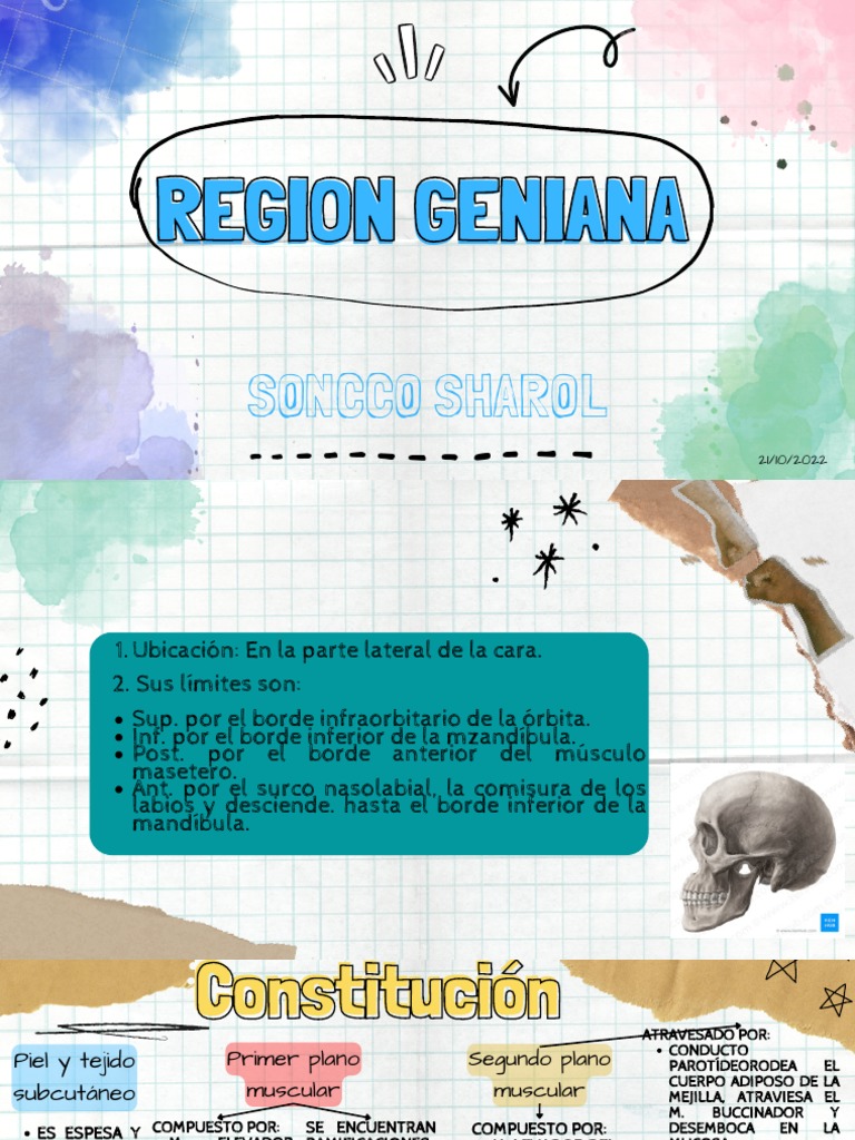 REGION GENIANA (2) (1) | PDF | Anatomía humana | Cabeza y cuello humanos