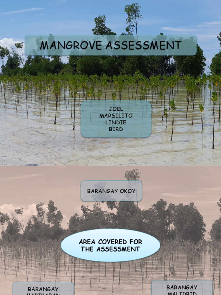 Mangrove Assessment Report Summary | PDF