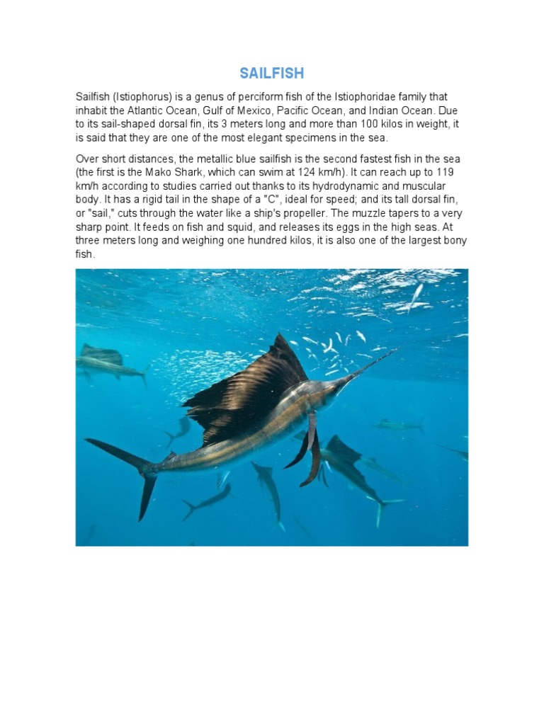 Sailfish: Speed and Adaptations | PDF | Home & Garden